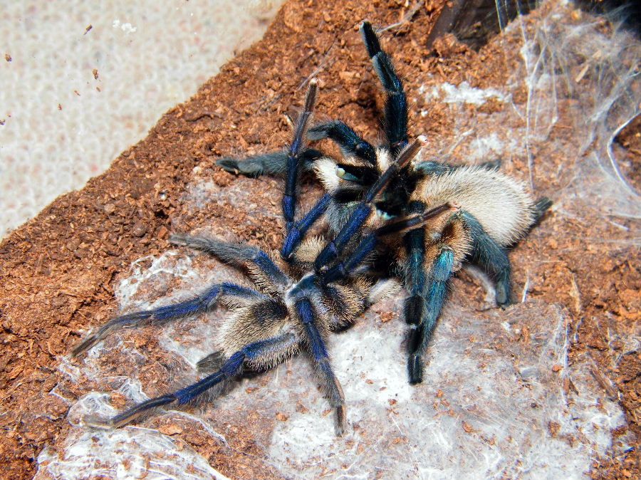 Monocentropus balfouri - The B.T.S Tarantula Community Board